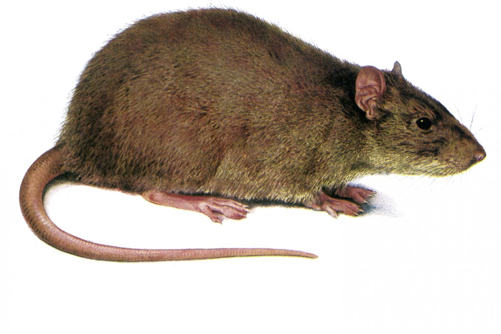 Oudard François Ratte paysagiste, aménagement et entretien de jardin